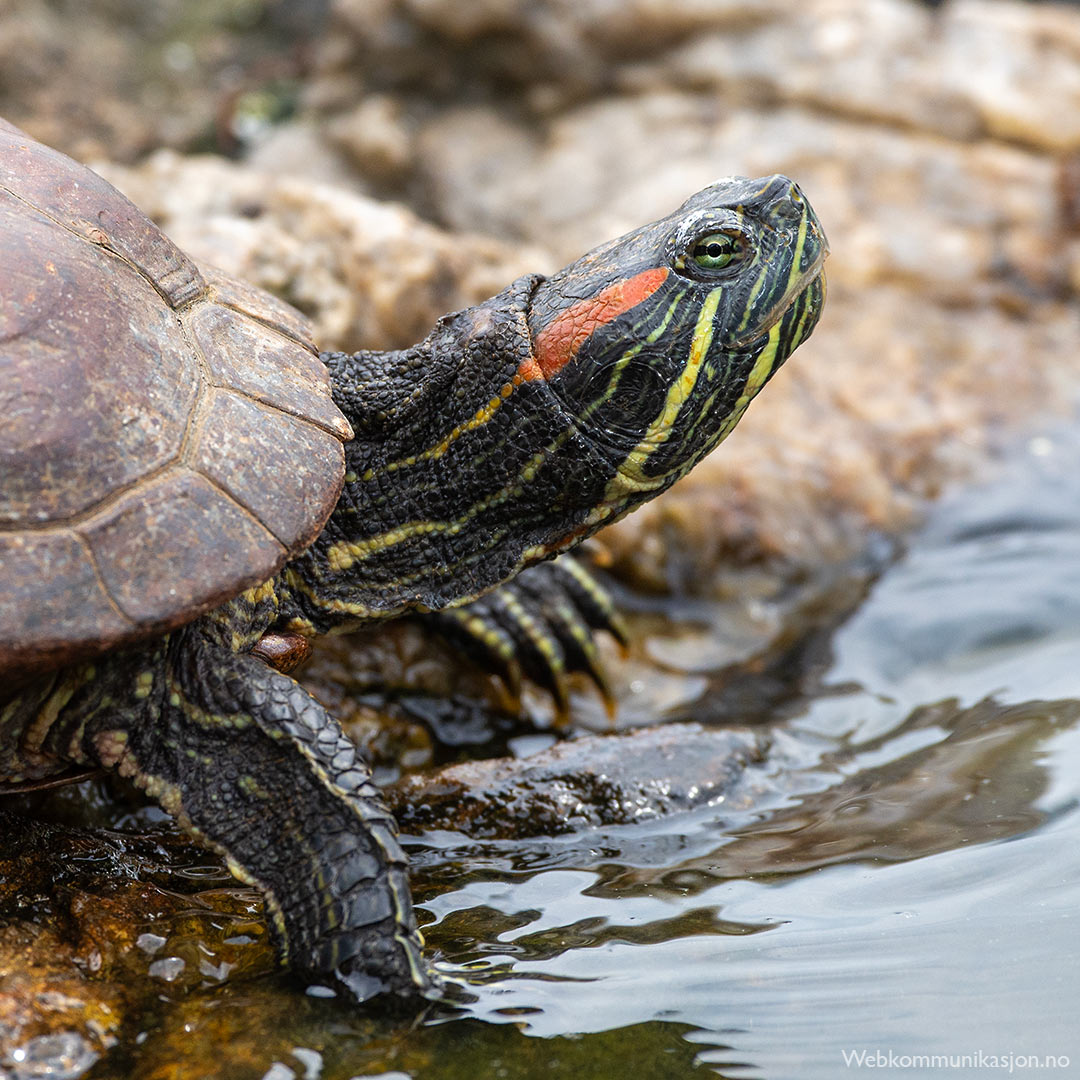 Skilpadder (Testudines) | Amatørfotografen