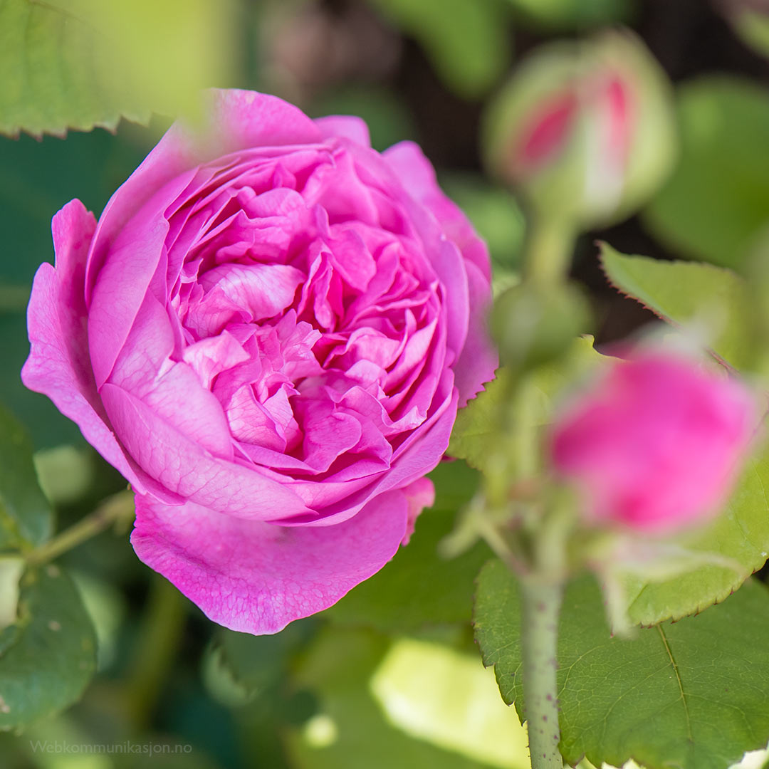 Roser - Bilder av vakre roser - Amatørfotografen
