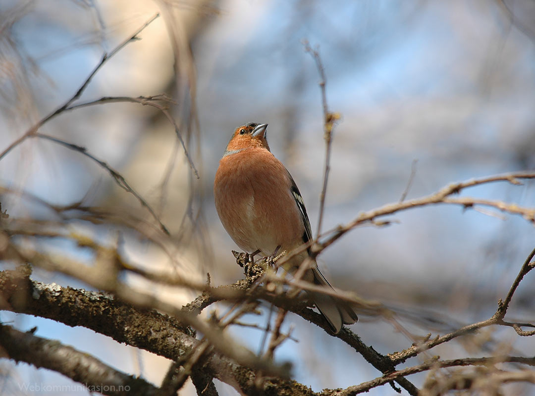 Bilder av fugler - Fuglefotografering | Amatørfotografen